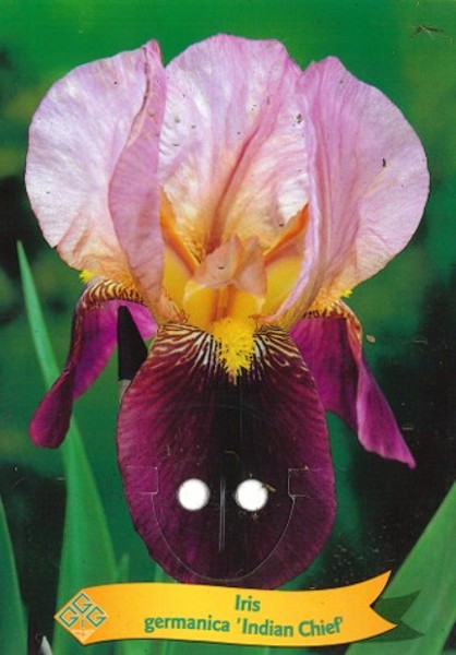 Iris germanica ‘Indian Chief’ – Youngs Nurseries